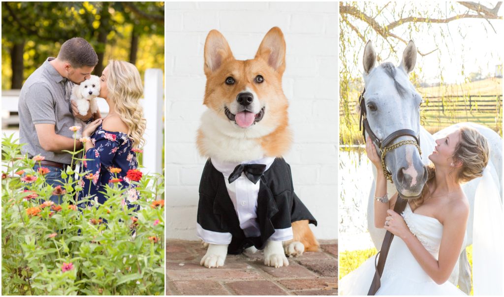 Tips for Including Your Pets During Your Engagement Session and Wedding