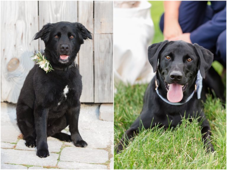 Tips for Including Your Pets During Your Engagement Session and Wedding